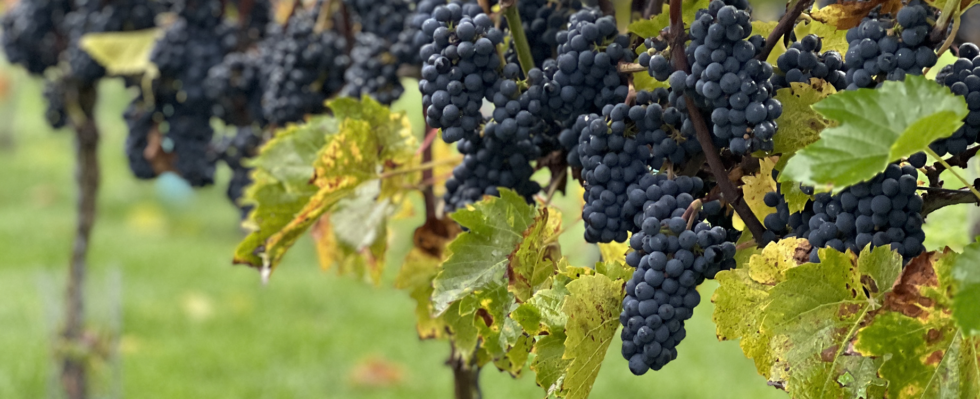 Druer | Høbjerggård